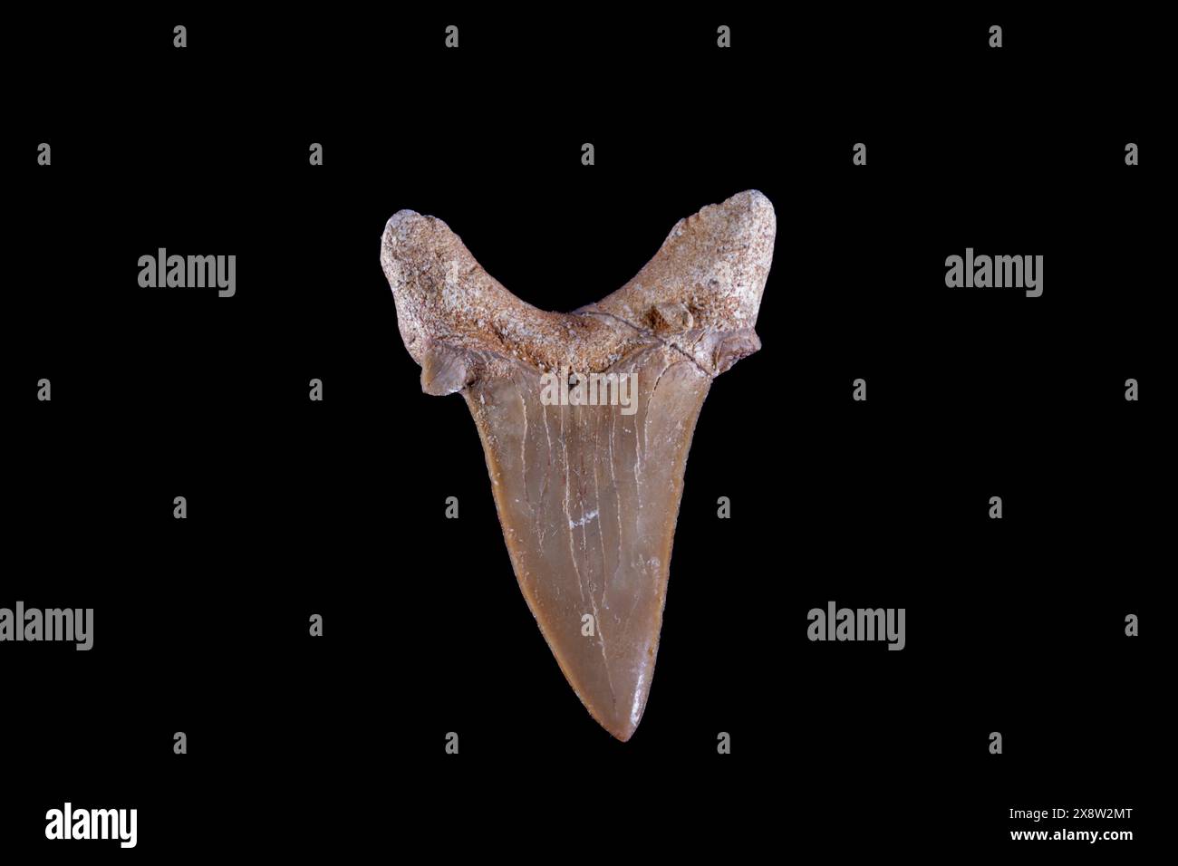 Megalodon Fossil tooth on back background Stock Photo - Alamy