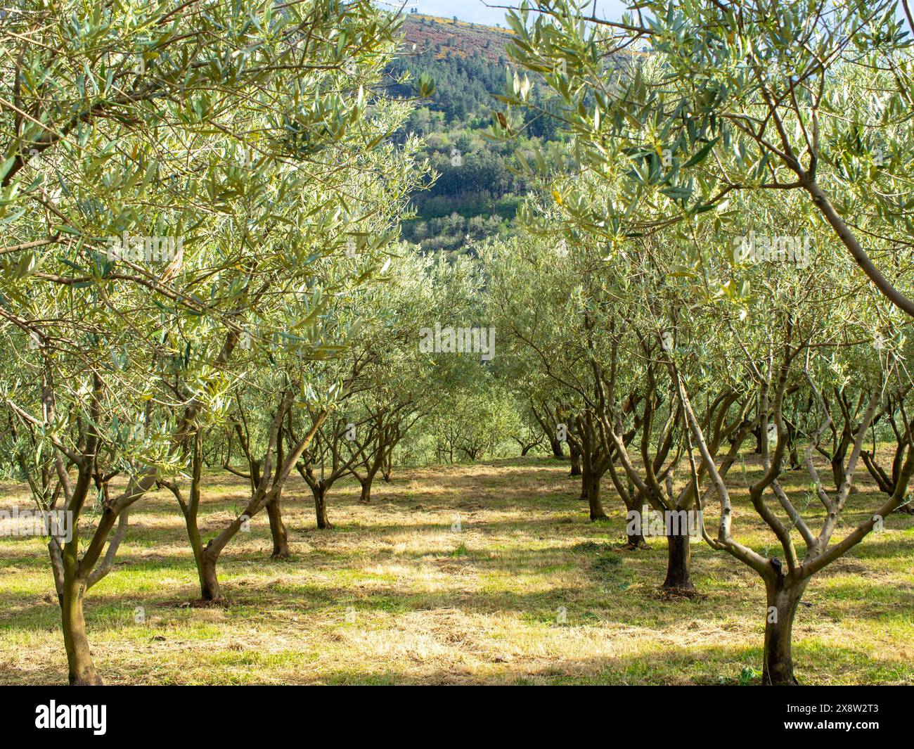 rows of olive trees in a plantation Stock Photo - Alamy
