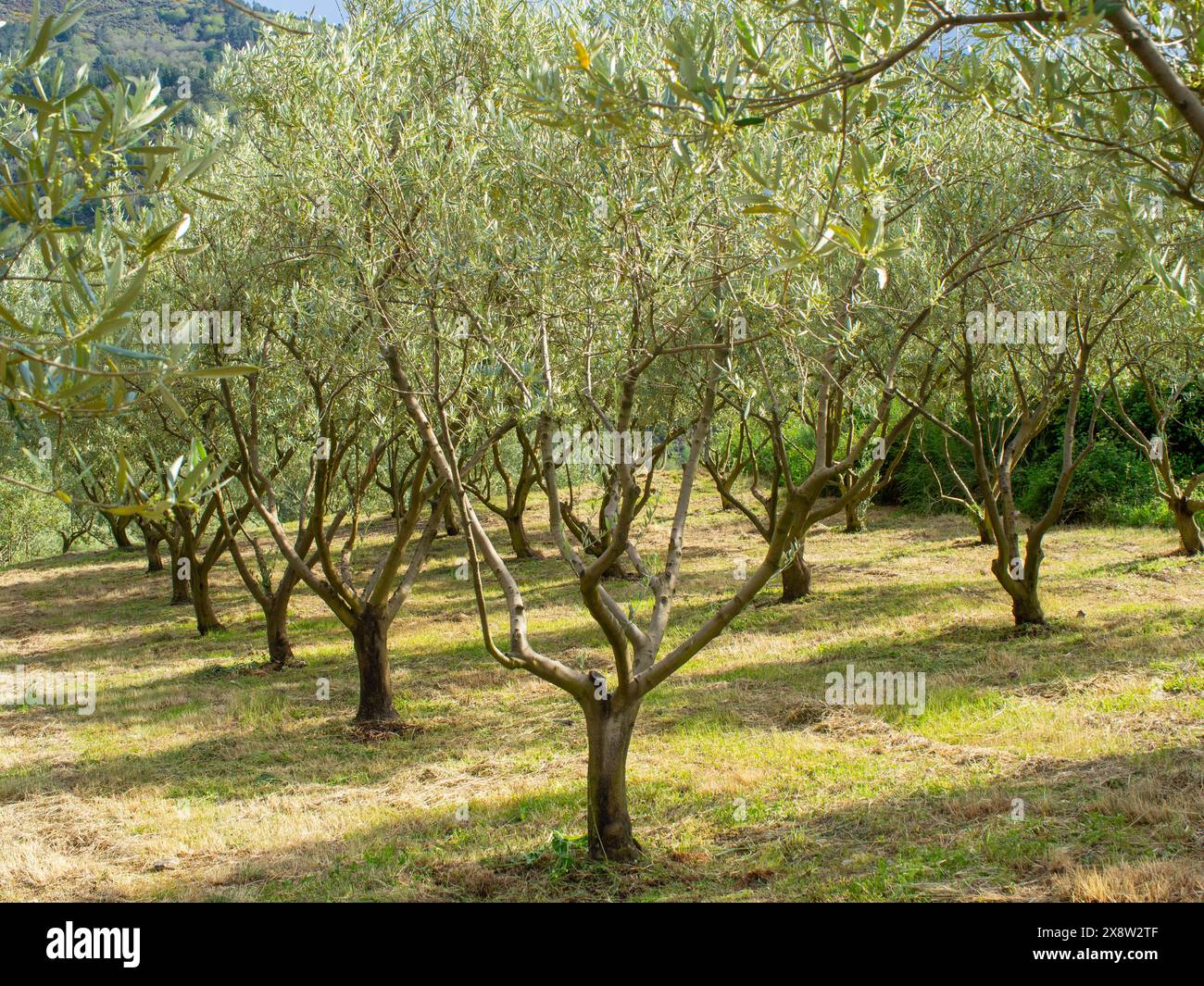 Olive tree plantation for the production of olive oil Stock Photo - Alamy