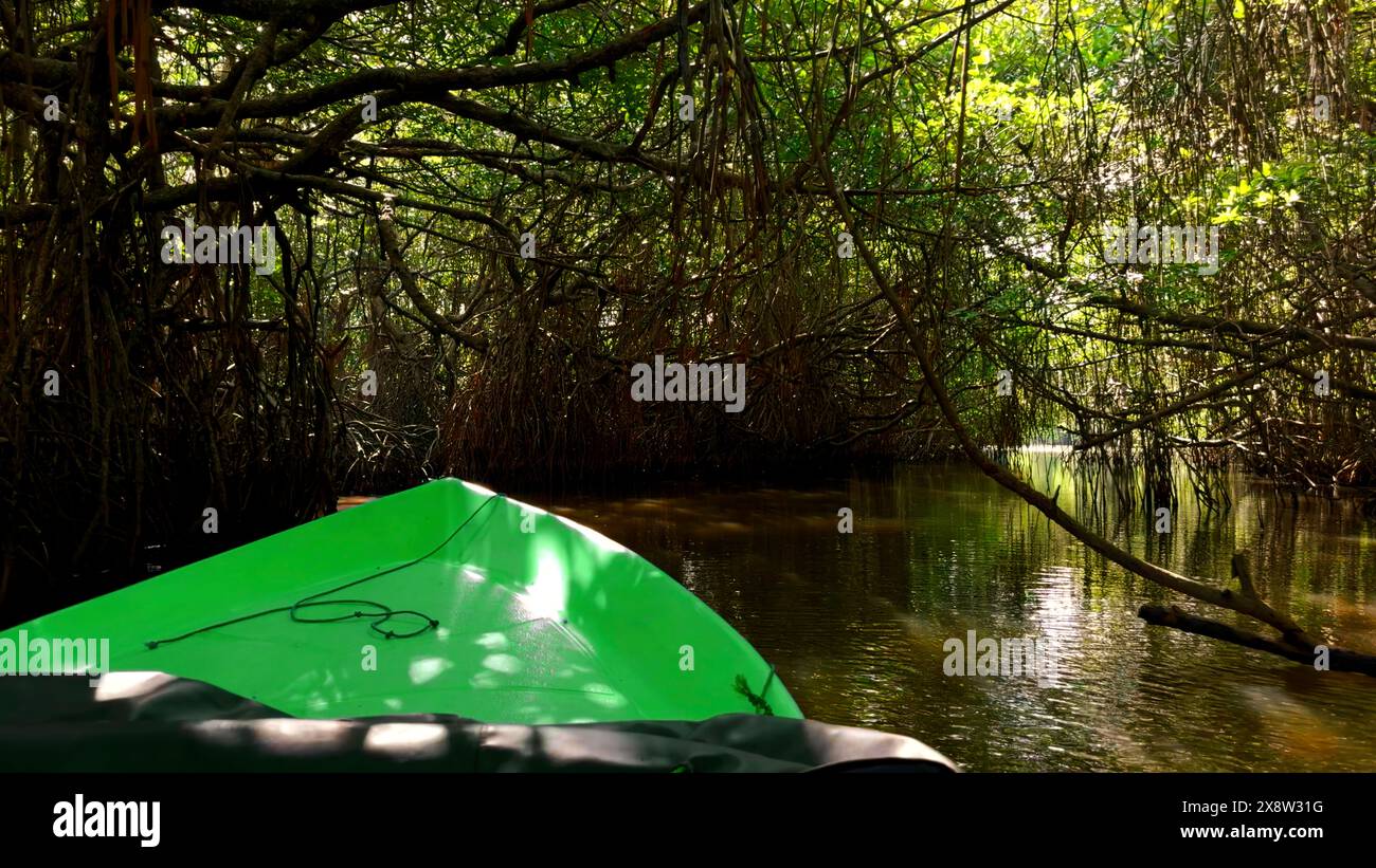 Boat trip on tropical river among tangled tree branches. Action ...