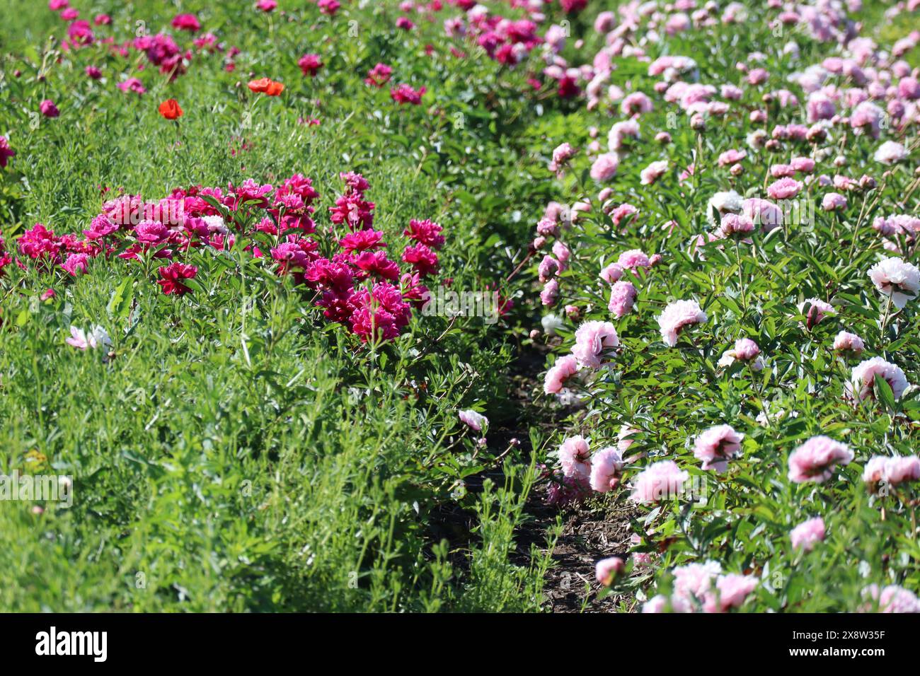two Types of Peonies in a Rose field Stock Photo - Alamy