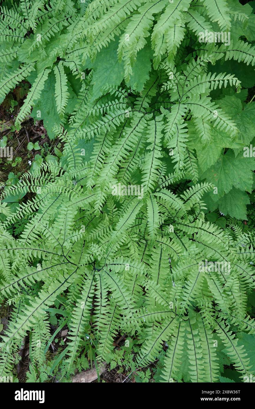 Natural vertical closeup on an aggregation of western or Aleutian ...
