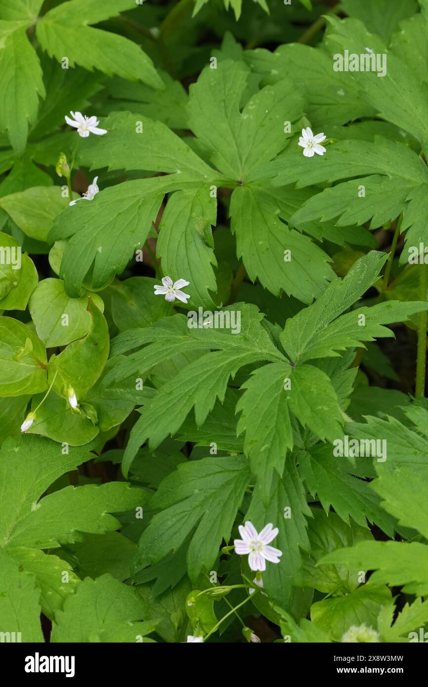 Claytonia sibirica flower hi-res stock photography and images - Alamy