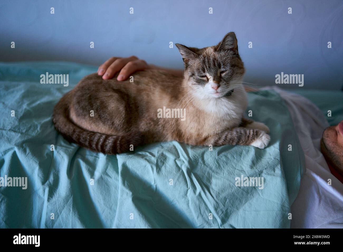 young man sleeping with a cat on his chest, morning routine Stock Photo ...