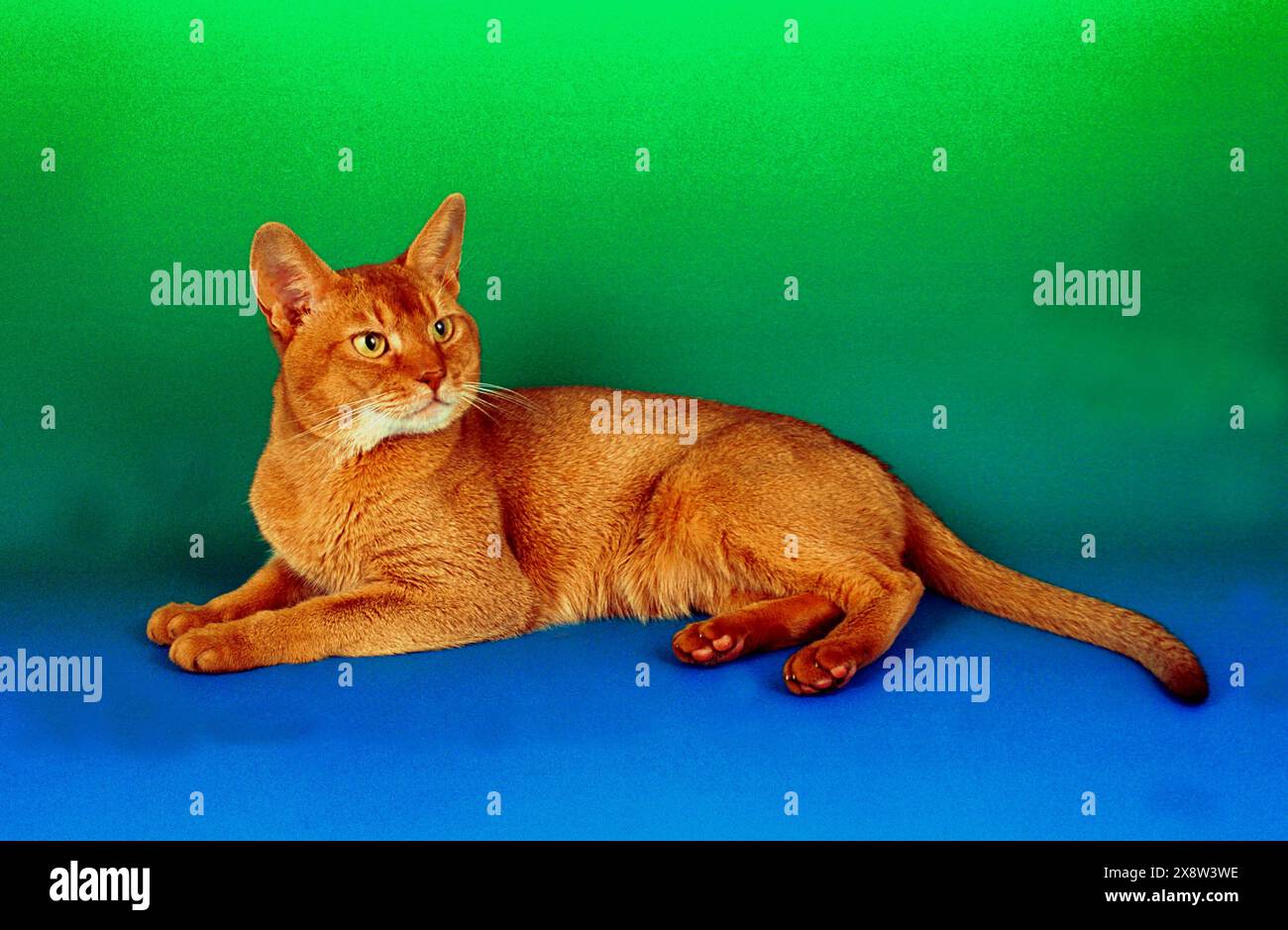 Abyssinian cat playing isolated hi-res stock photography and images - Alamy