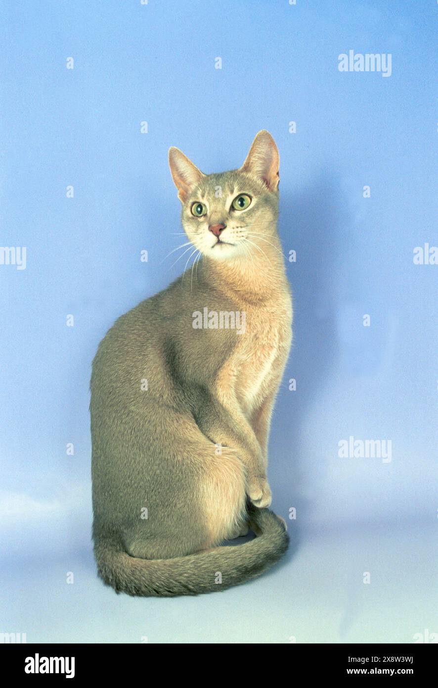 Blue Abyssinian Adult Cat with Paw Raised Stock Photo - Alamy
