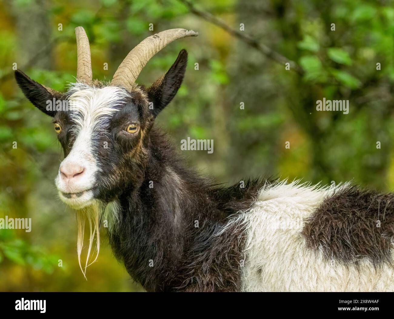 Feral wild goats grazing in the woodland Stock Photo - Alamy