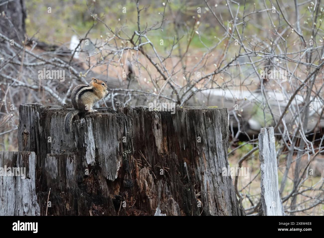 Natural closeup on a Golden-mantled ground squirrel, Callospermophilus ...