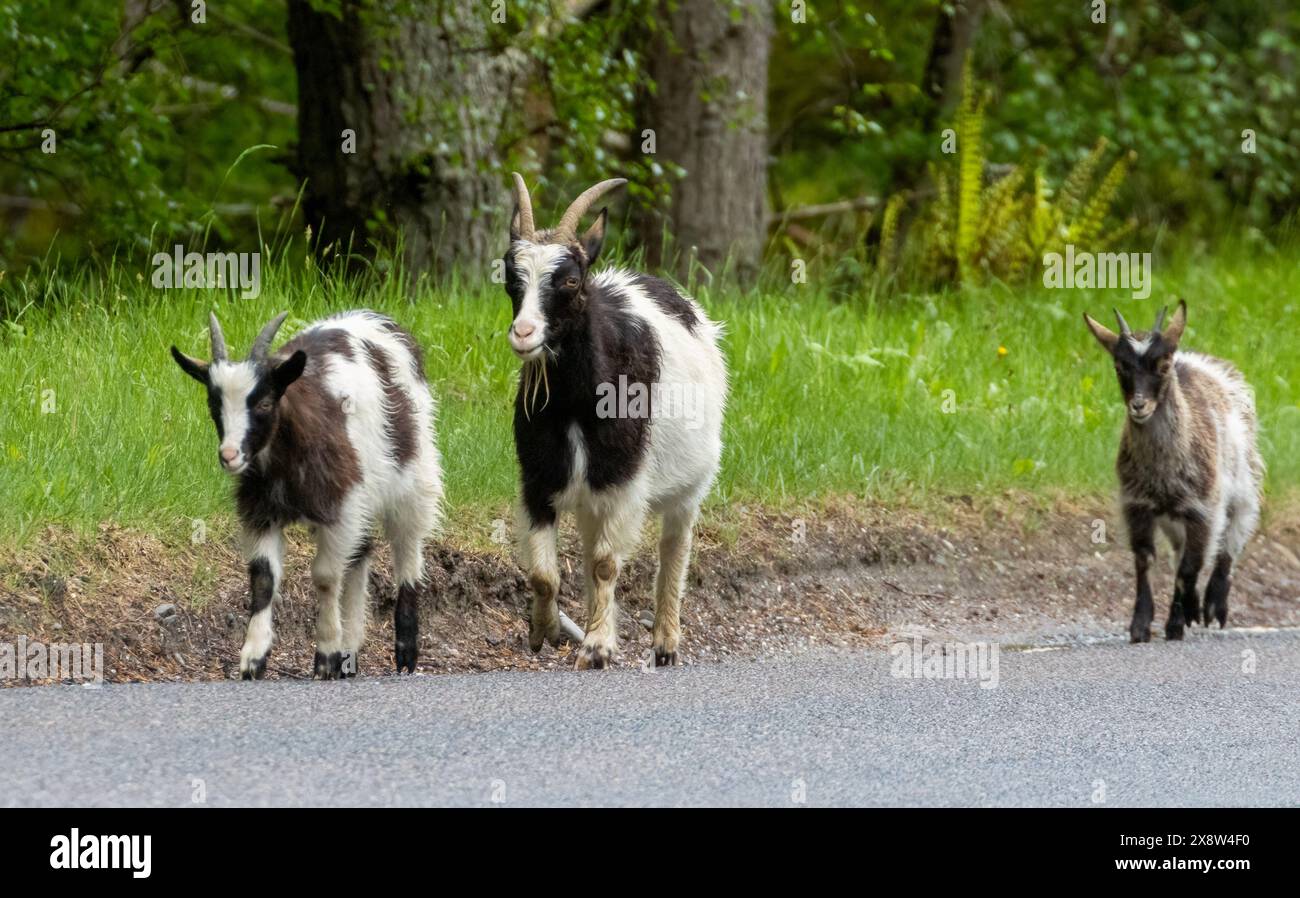 Feral wild goats grazing in the woodland Stock Photo - Alamy