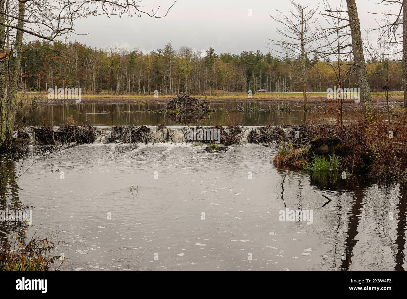 116 mile location owned by Audubon Society. Clode to RT 101 with open ...