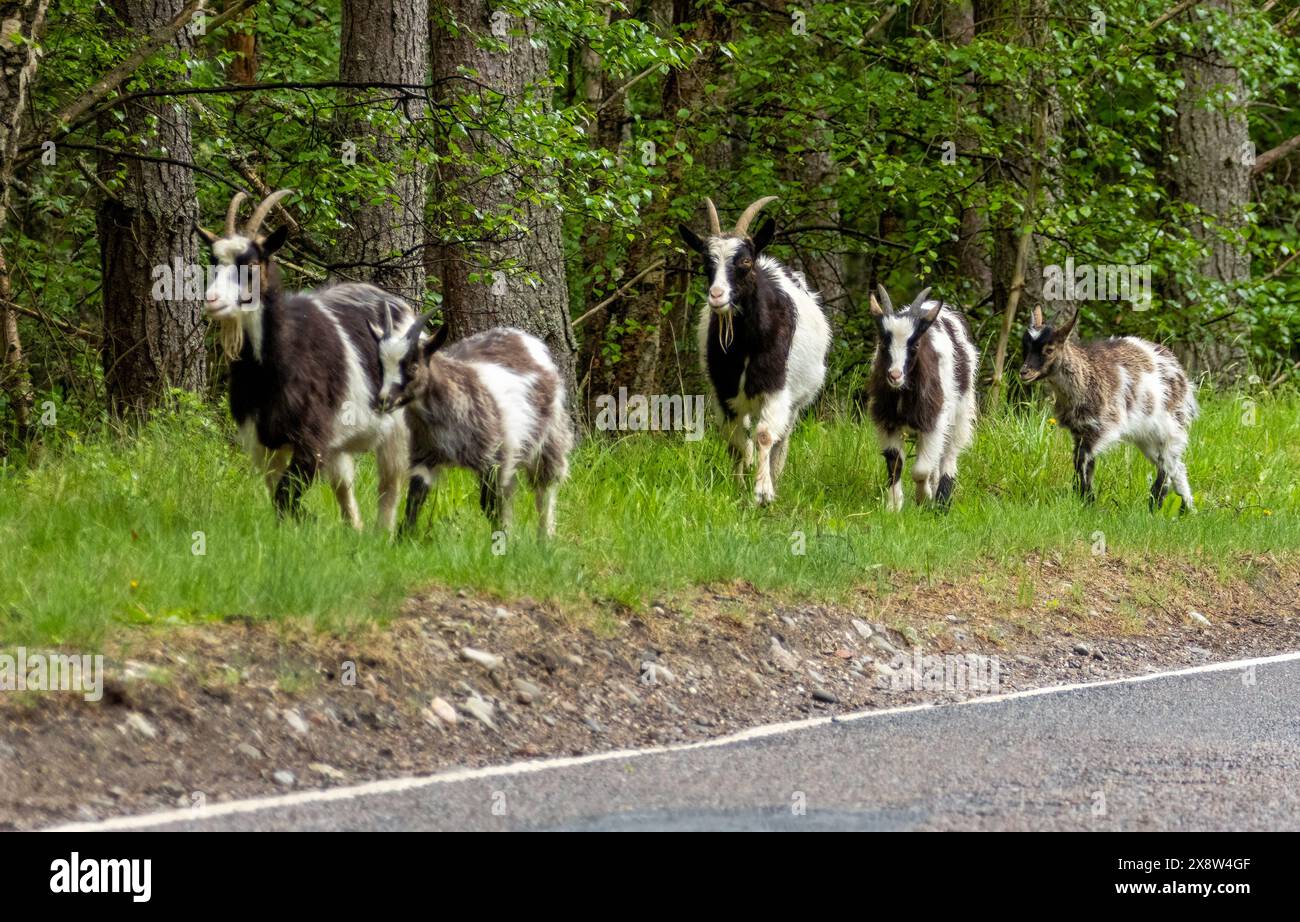 Feral wild goats grazing in the woodland Stock Photo - Alamy