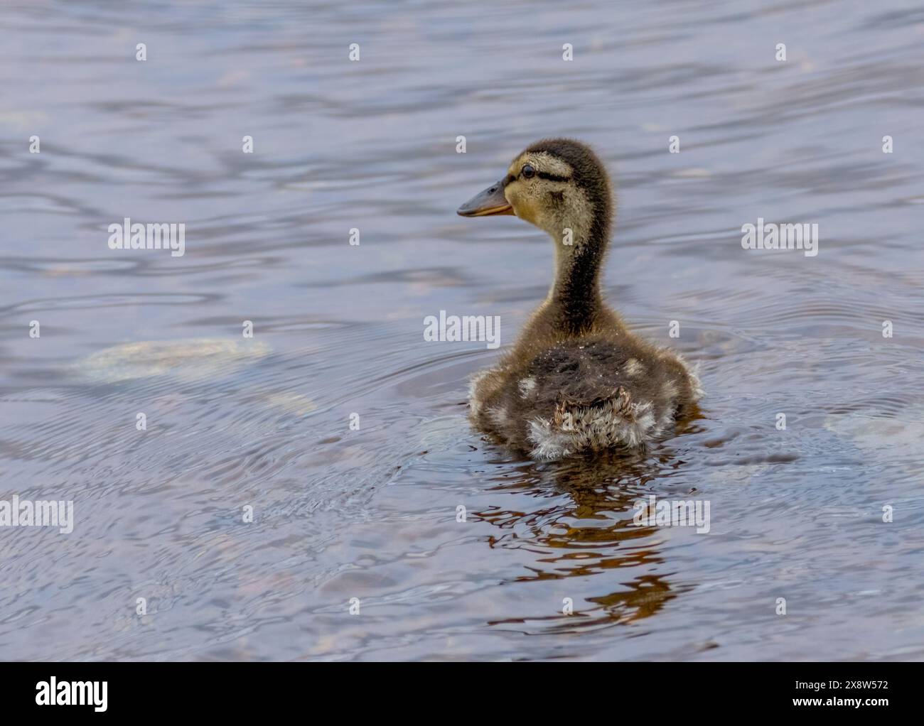 Pond swim hi-res stock photography and images - Alamy