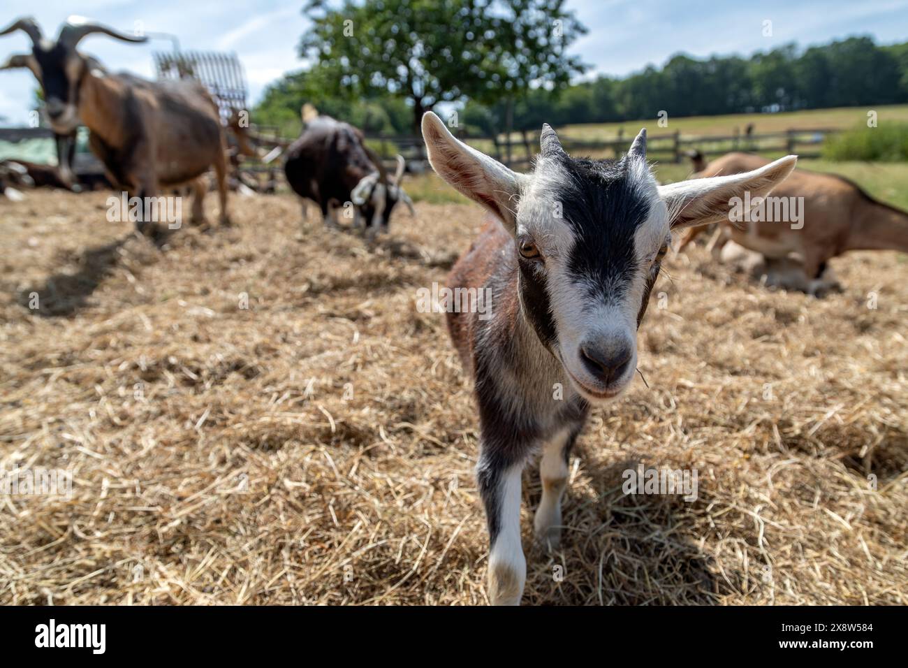 Small herd black goats hi-res stock photography and images - Alamy