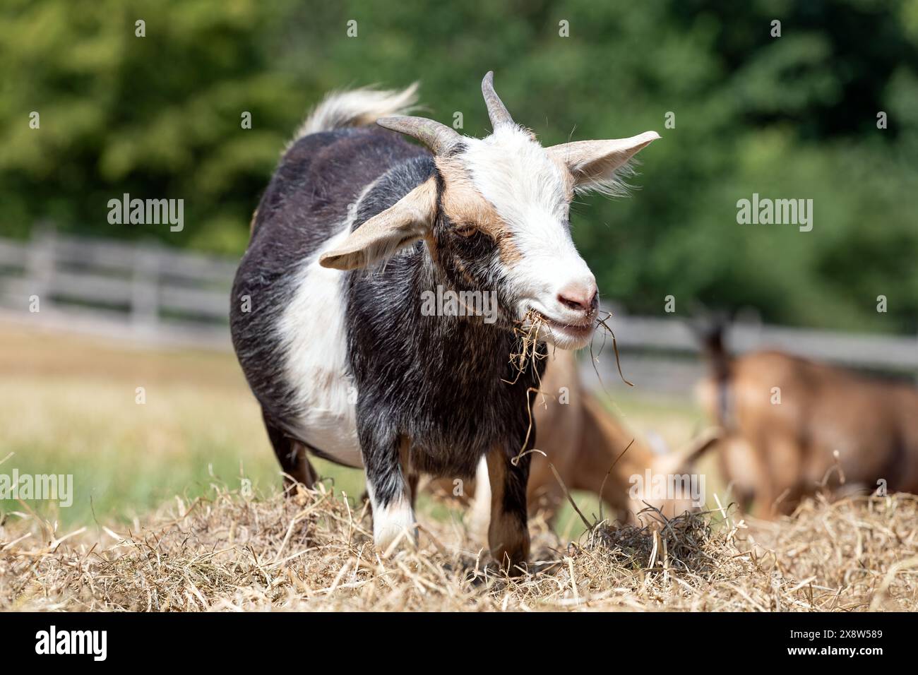Short horns hi-res stock photography and images - Alamy
