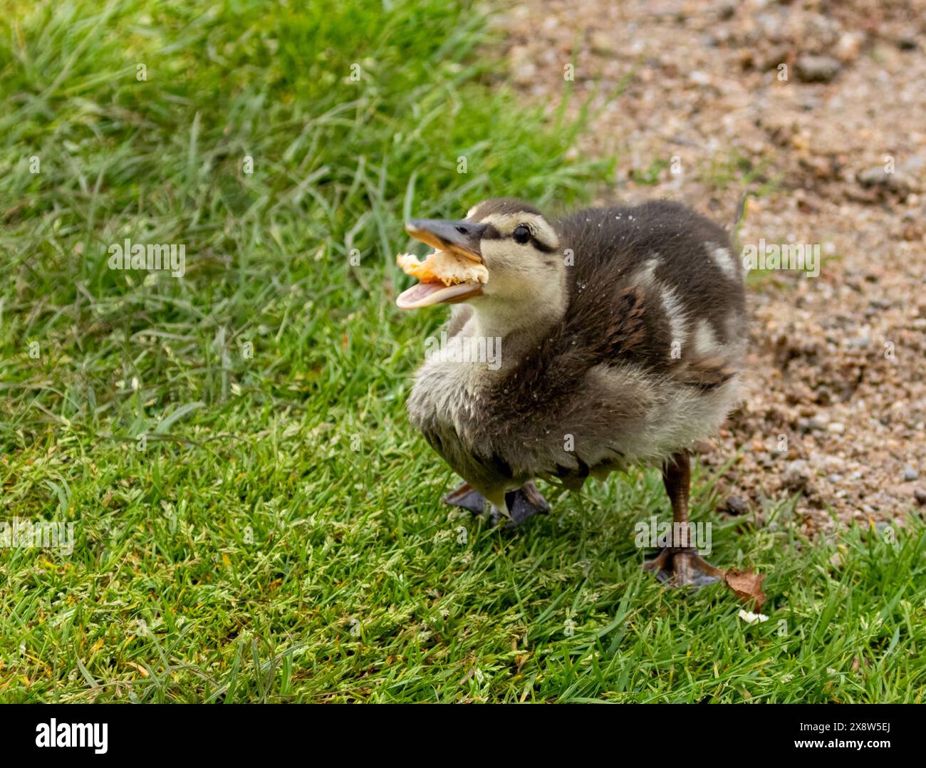 Duckling with a piece of bread in its beak Stock Photo - Alamy