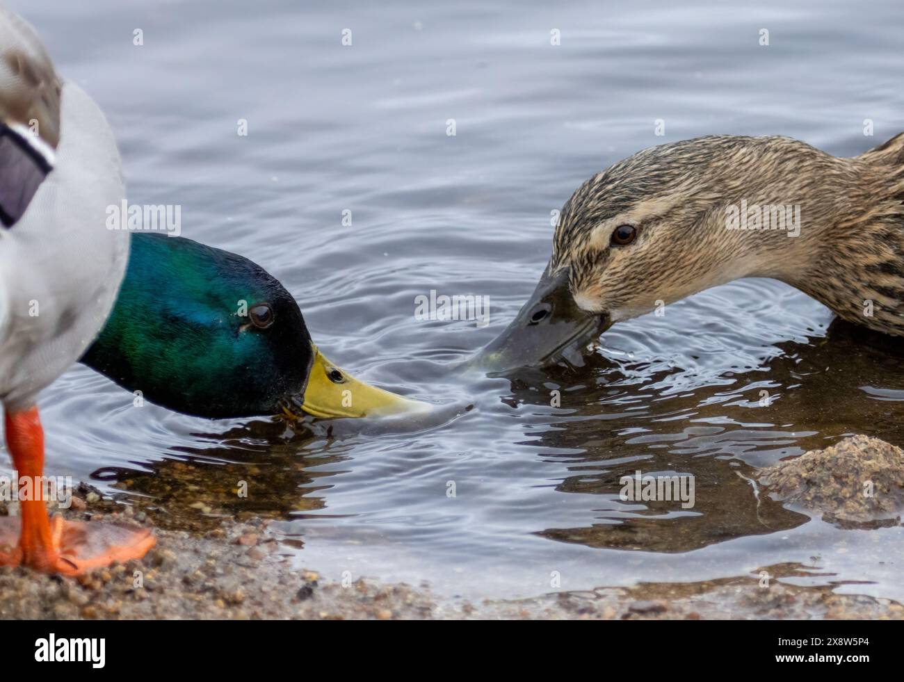 Male and female mallard ducks having a drink of water in a pond Stock Photo - Alamy