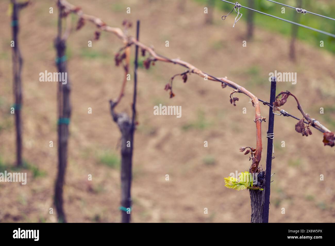 Spring vineyard damaged by heavy frost (brown parts are dead), vineyard ...