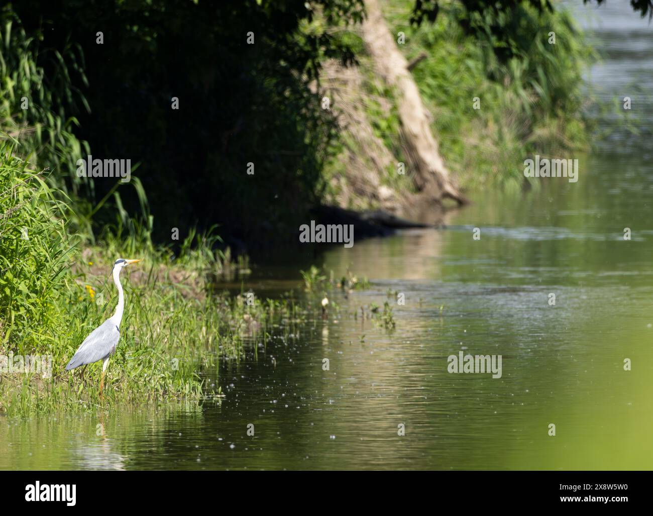 White heron, (Ardea alba, Egretta alba), protected landscape Zahorie ... White heron, (Ardea alba, Egretta alba), protected landscape Zahorie ...