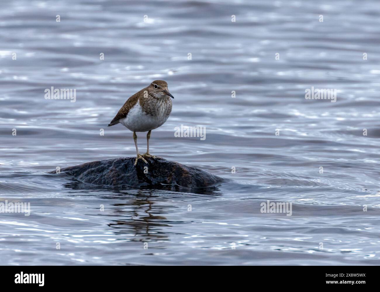 Common sandpiper bird standing on a stone in the water Stock Photo - Alamy