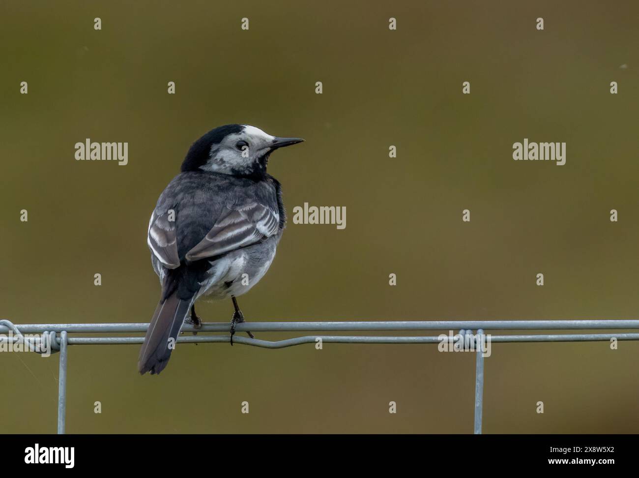 Pied wagtail small bird Stock Photo - Alamy