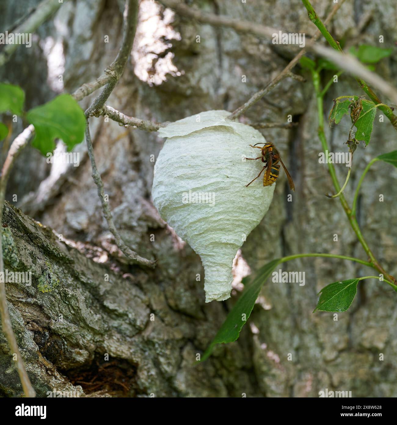 Queen of the wasp species median wasp, Dolichovespula media, building a ...