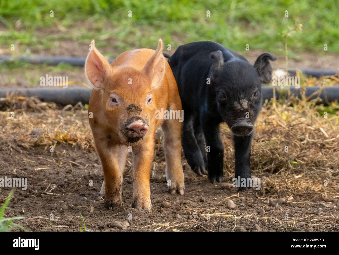 Cute little piglets in a field Stock Photo - Alamy