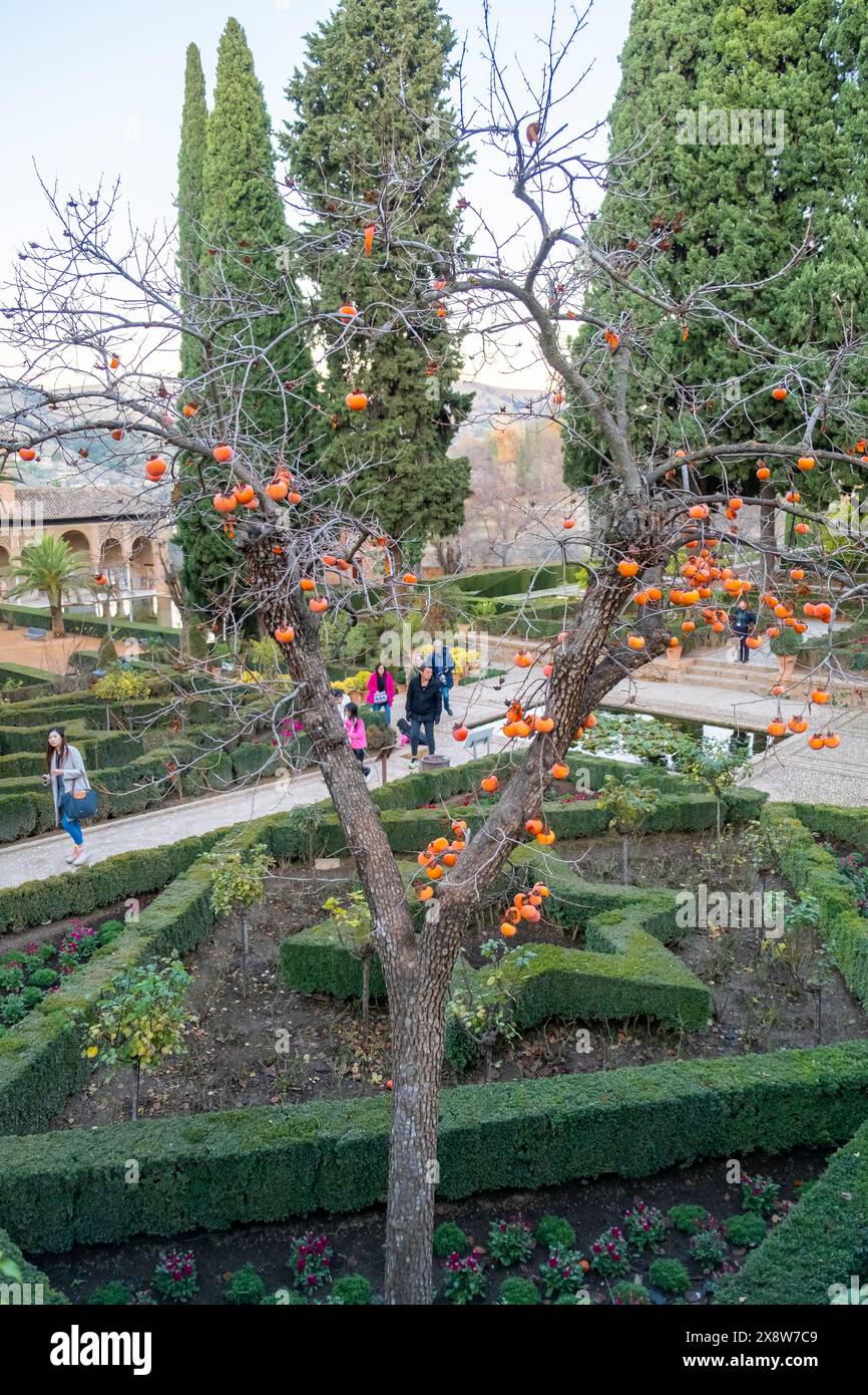 Granada, Spain - 23 December 2023. Persimmon tree with red fruits on ...