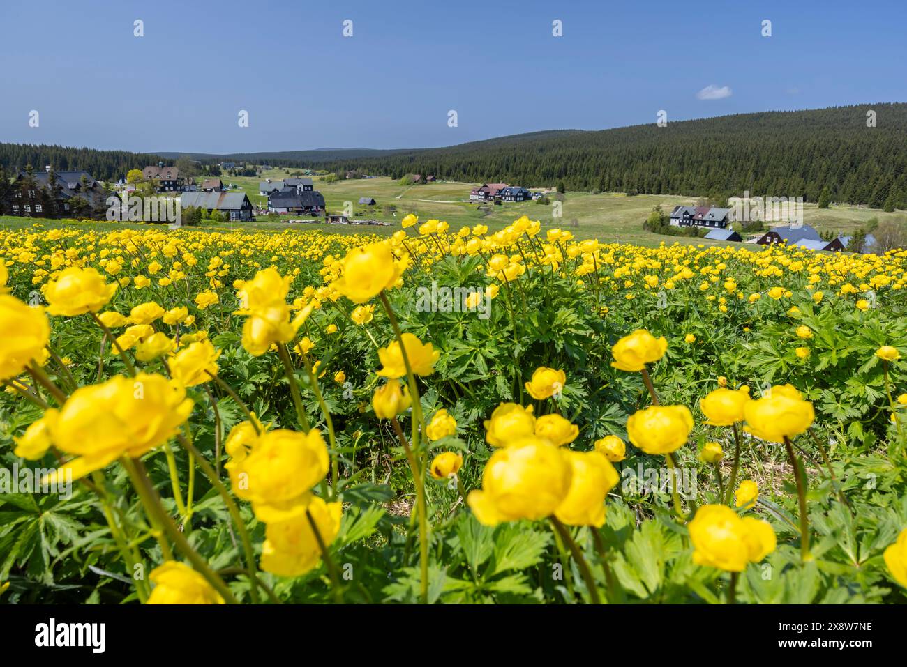 Spring landscape with Jizerka near Korenov, Northern Bohemia, Czech ...