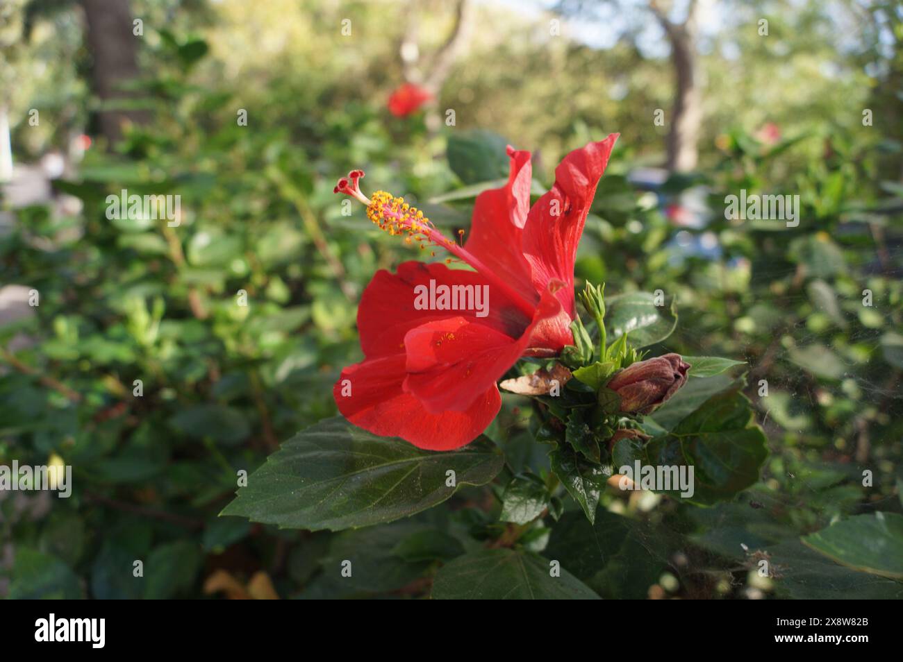 Close up of a red hibiscus flower in a bush in Rhodes, Greece Stock ...
