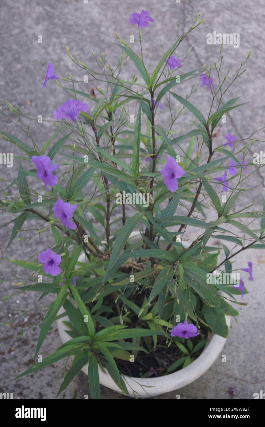 A flowering plant of Mexican petunia or Mexican bluebell (Ruellia ...