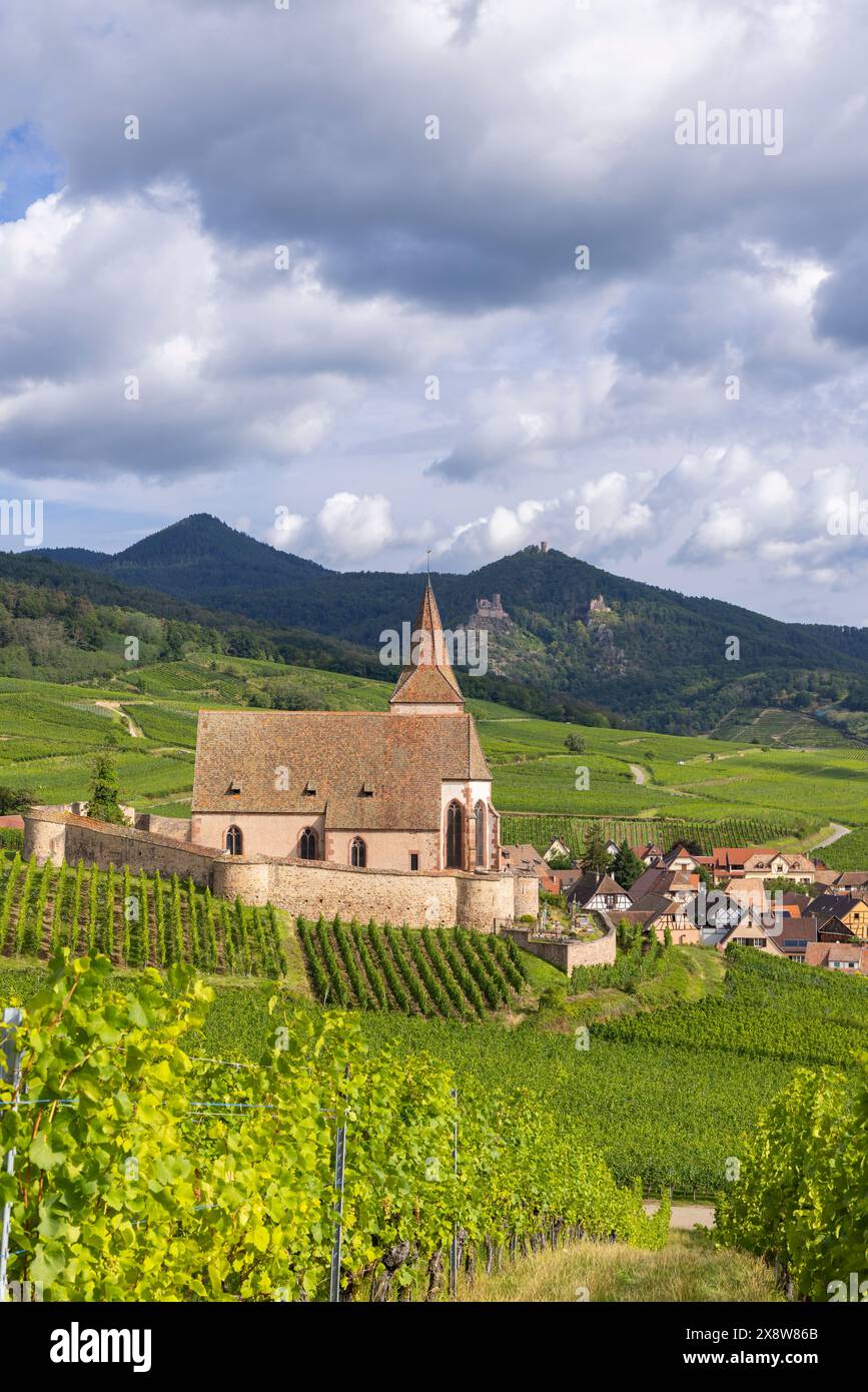 Typical vineyard near Hunawihr near Ribeauville Riquewihr, Haut-Rhin ...
