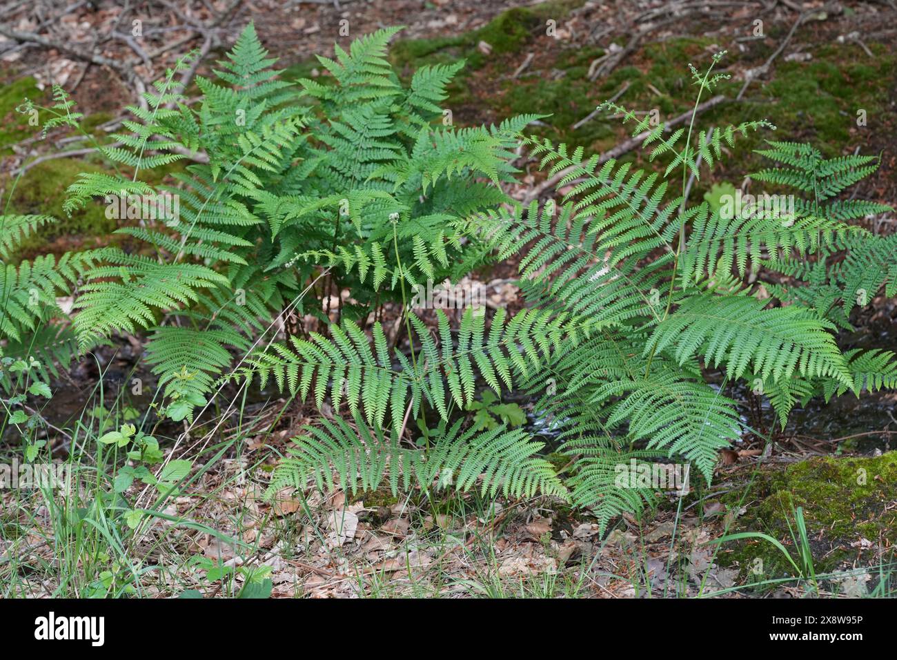 Natural closed up on the fresh green leaves of a Braken fern, Pteridium ...