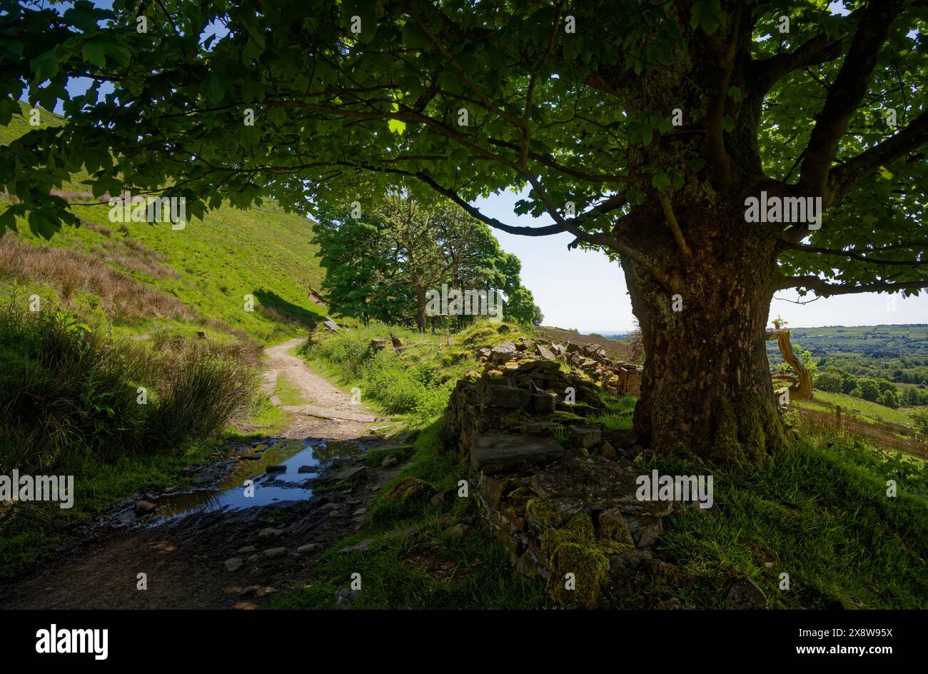Cool shade on a hillside path in the West Pennines near Ramsbottom ...