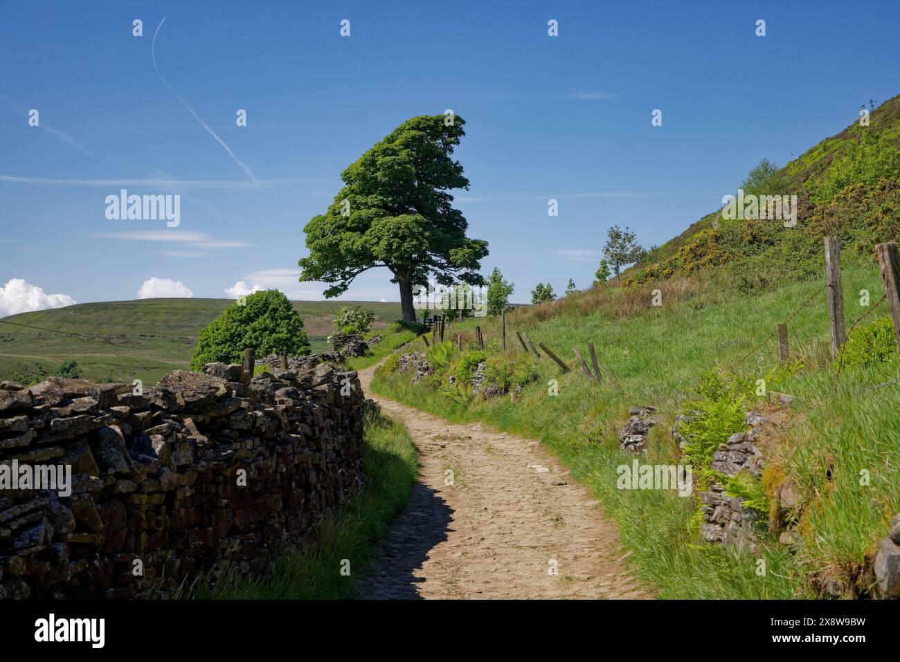 Lone sycamore tree hi-res stock photography and images - Alamy