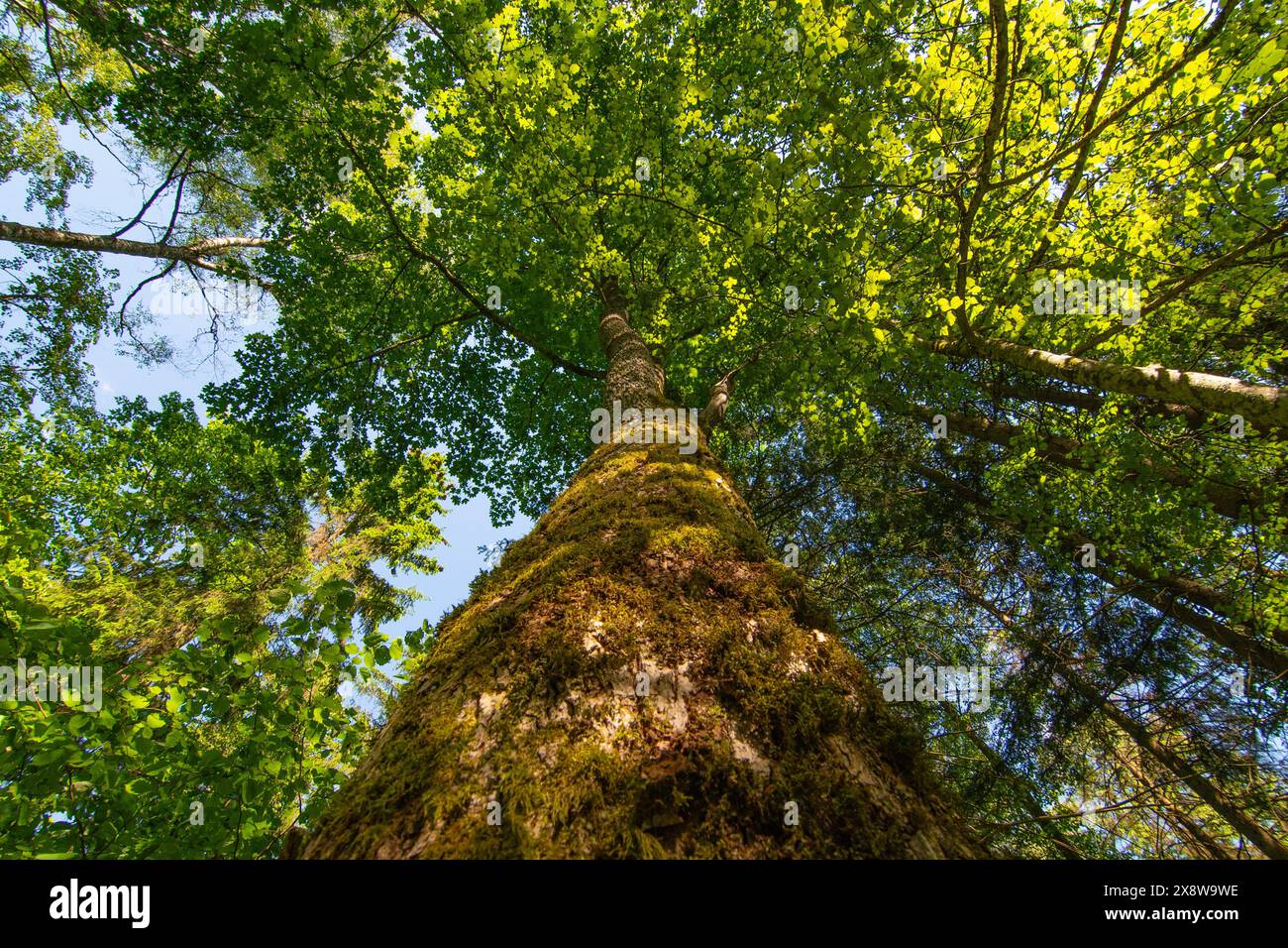 Tree crowns in spring hi-res stock photography and images - Alamy
