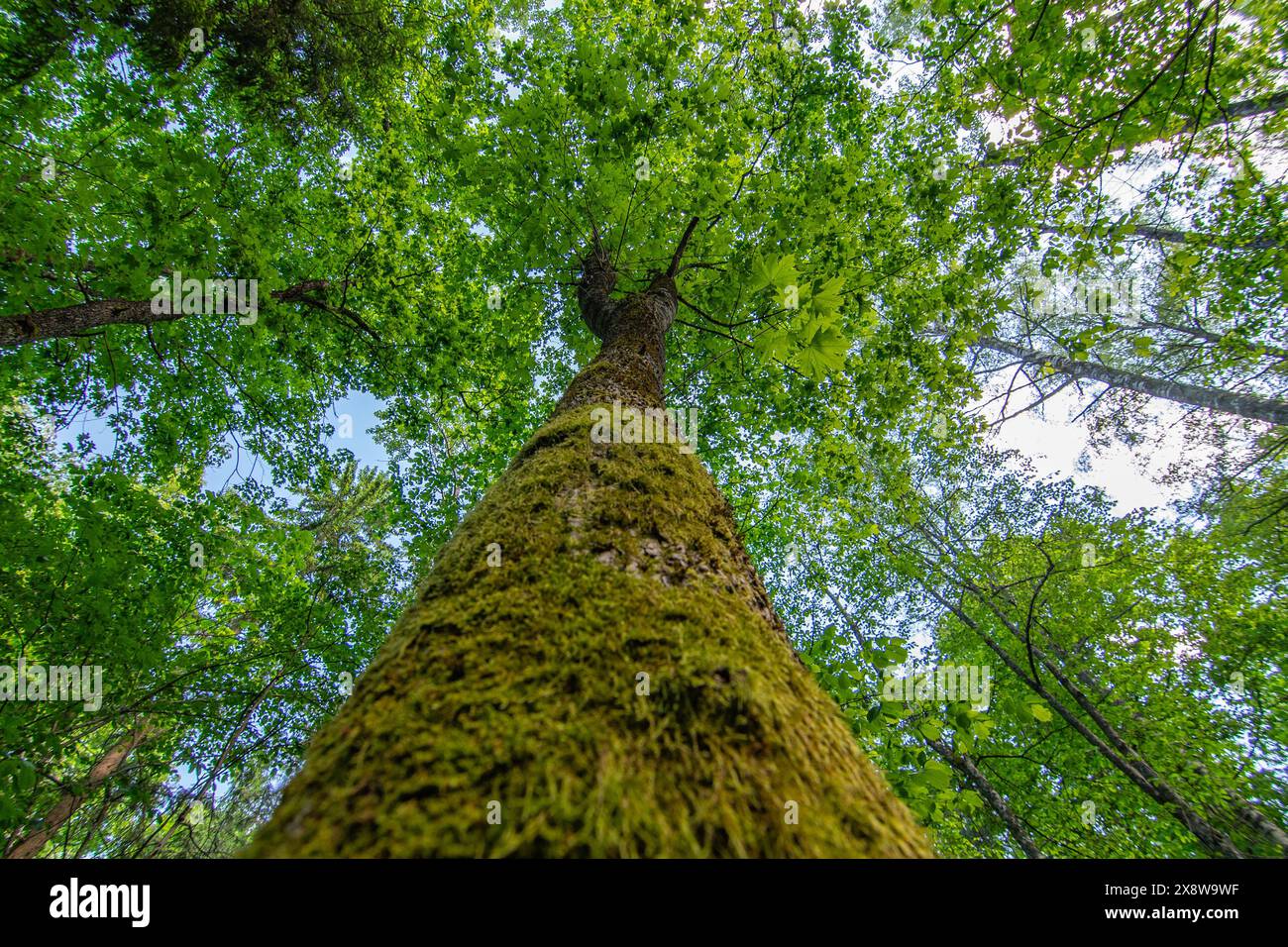Tree crowns in spring hi-res stock photography and images - Alamy