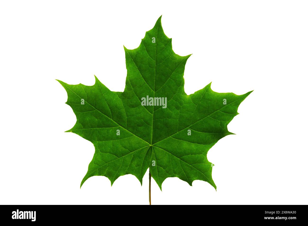 Green forest in sunlight Cut Out Stock Images & Pictures - Alamy