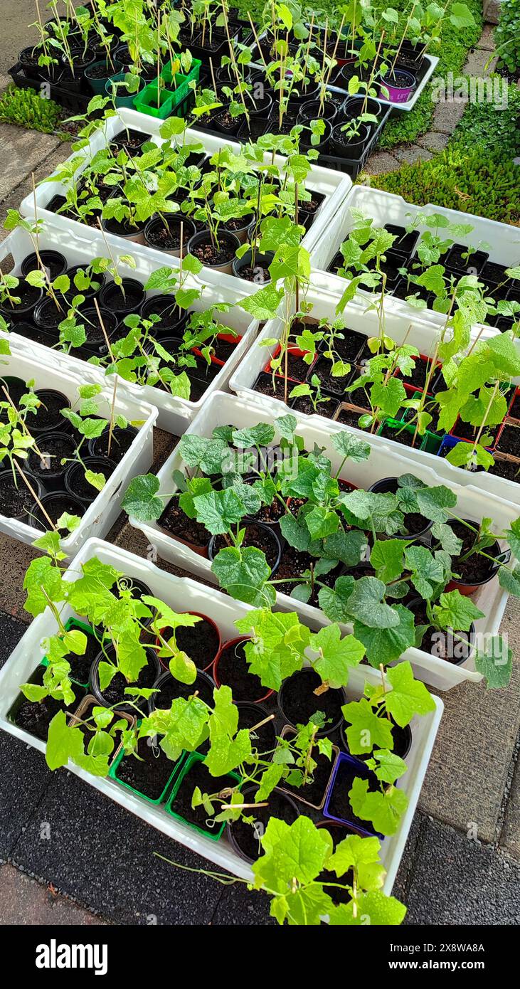 Seed box hi-res stock photography and images - Alamy