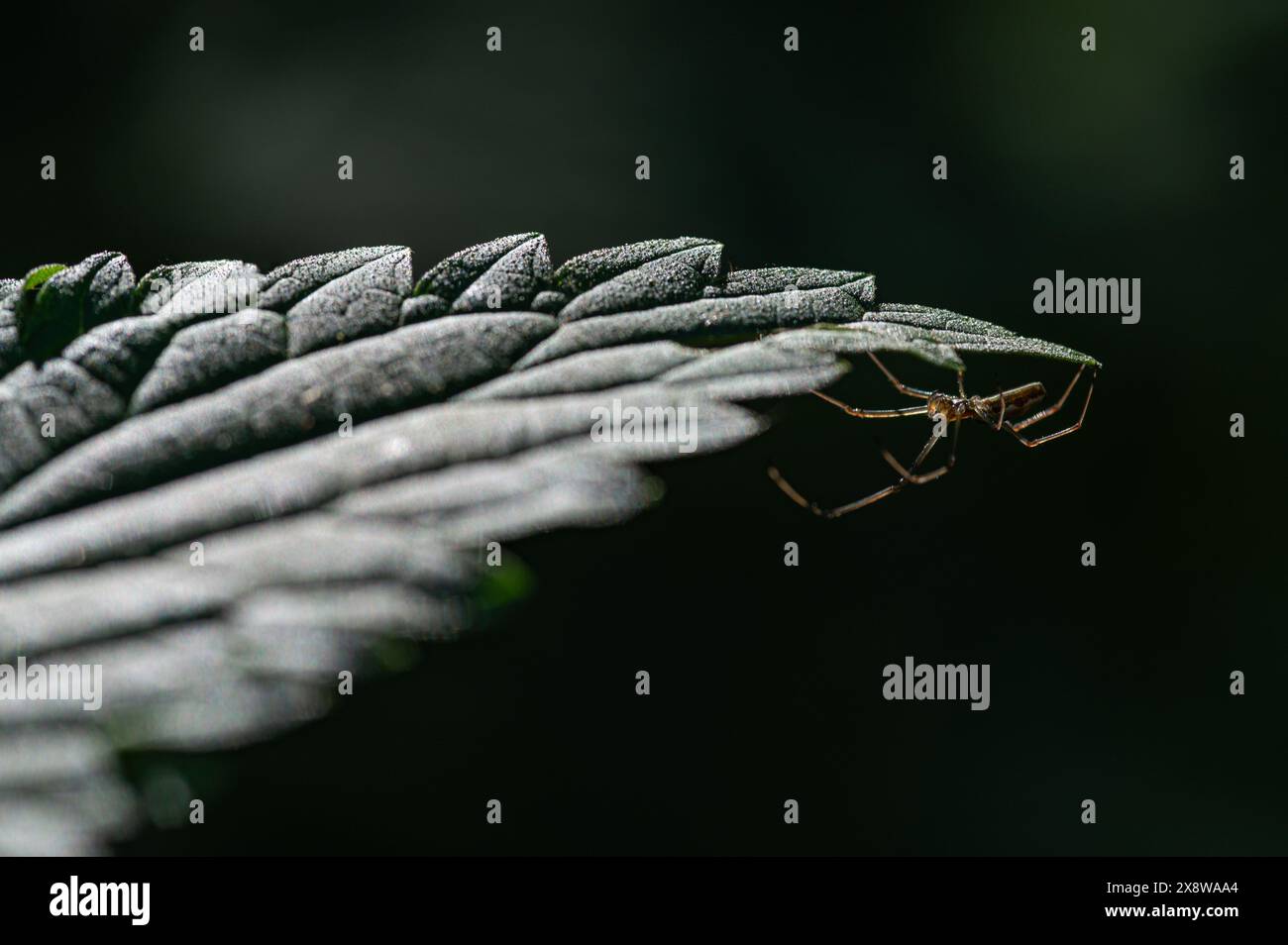 Stinging plant Urtica dioica, often known as common nettle, stinging ...