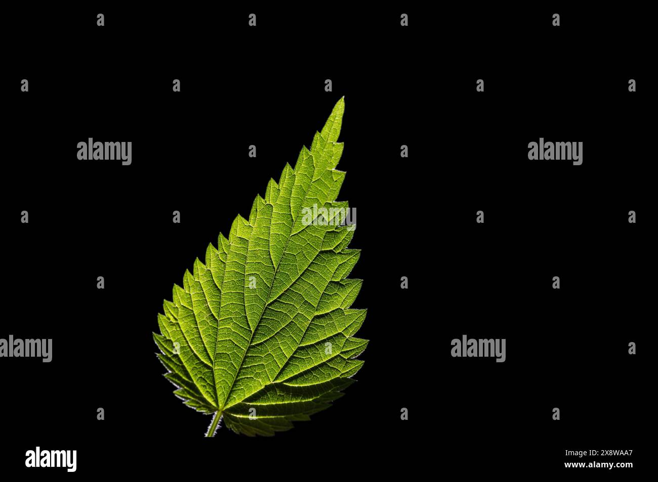 Stinging plant Urtica dioica, often known as common nettle, stinging ...