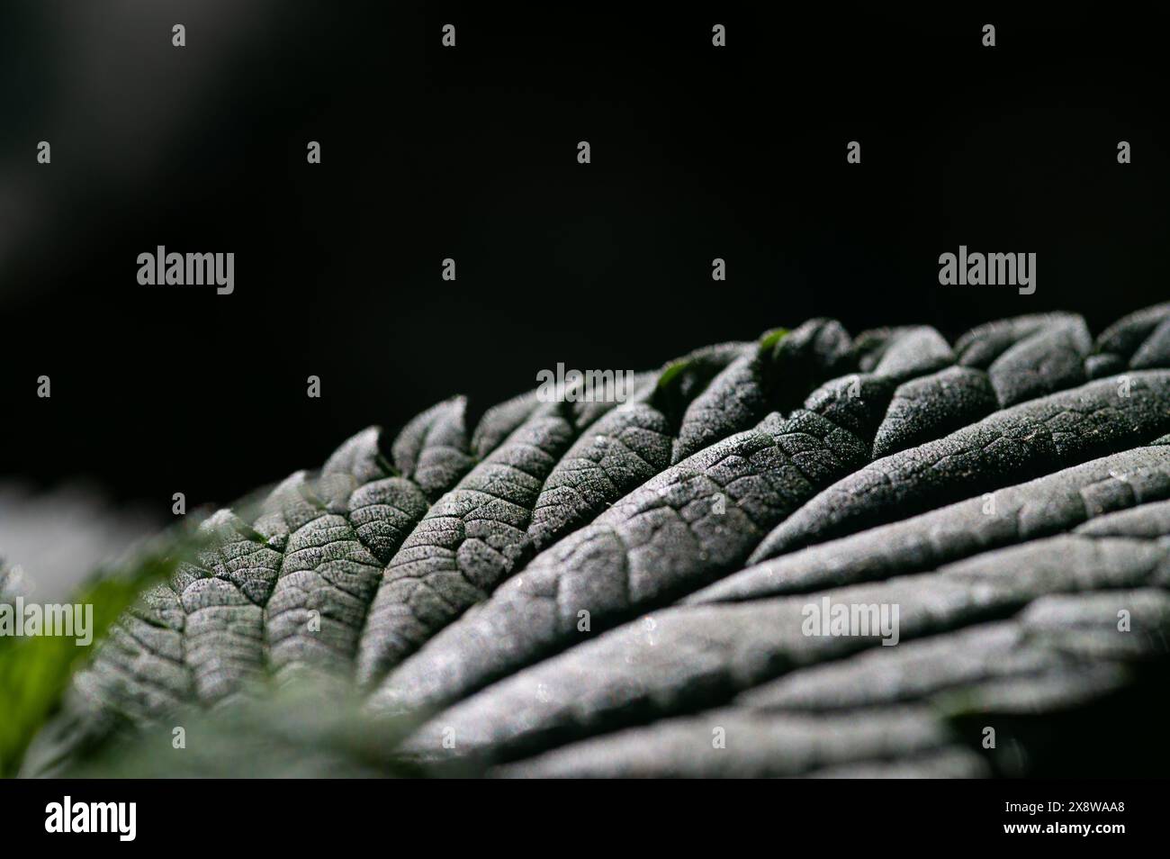 Stinging plant Urtica dioica, often known as common nettle, stinging ...