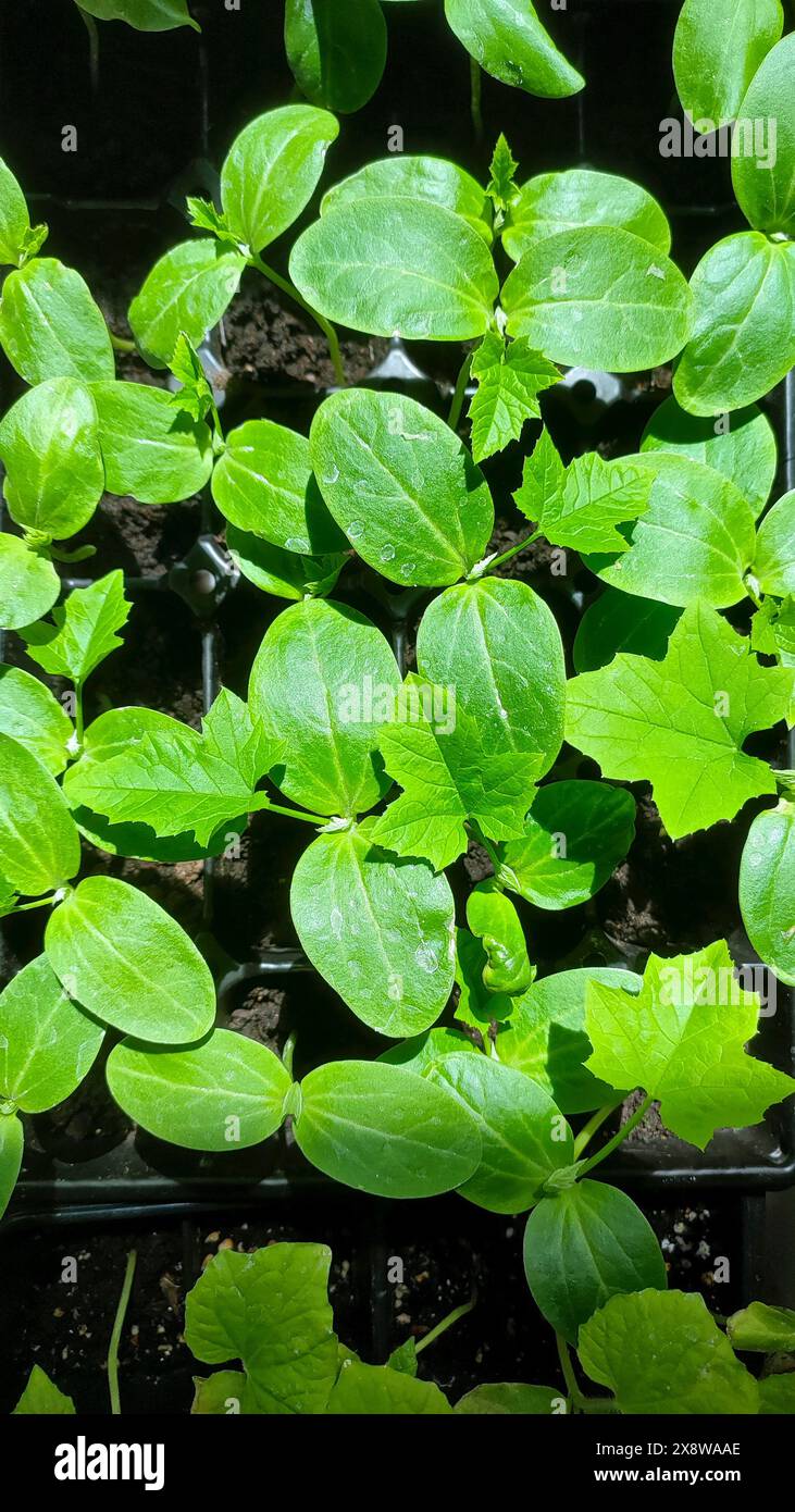 Seed box hi-res stock photography and images - Alamy