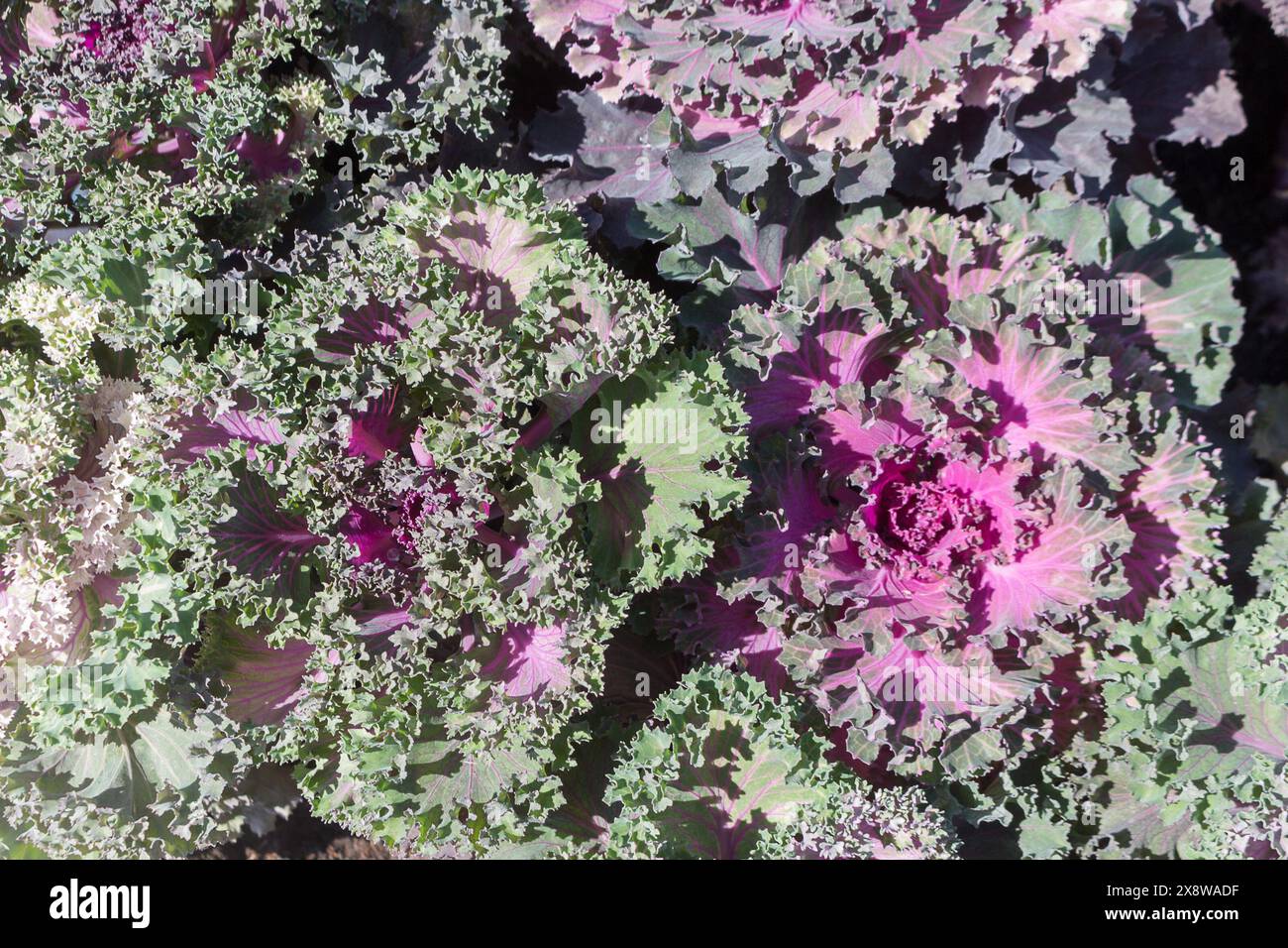 Pink decorative cabbage. Showy plant for landscaping. Sunny summer day ...