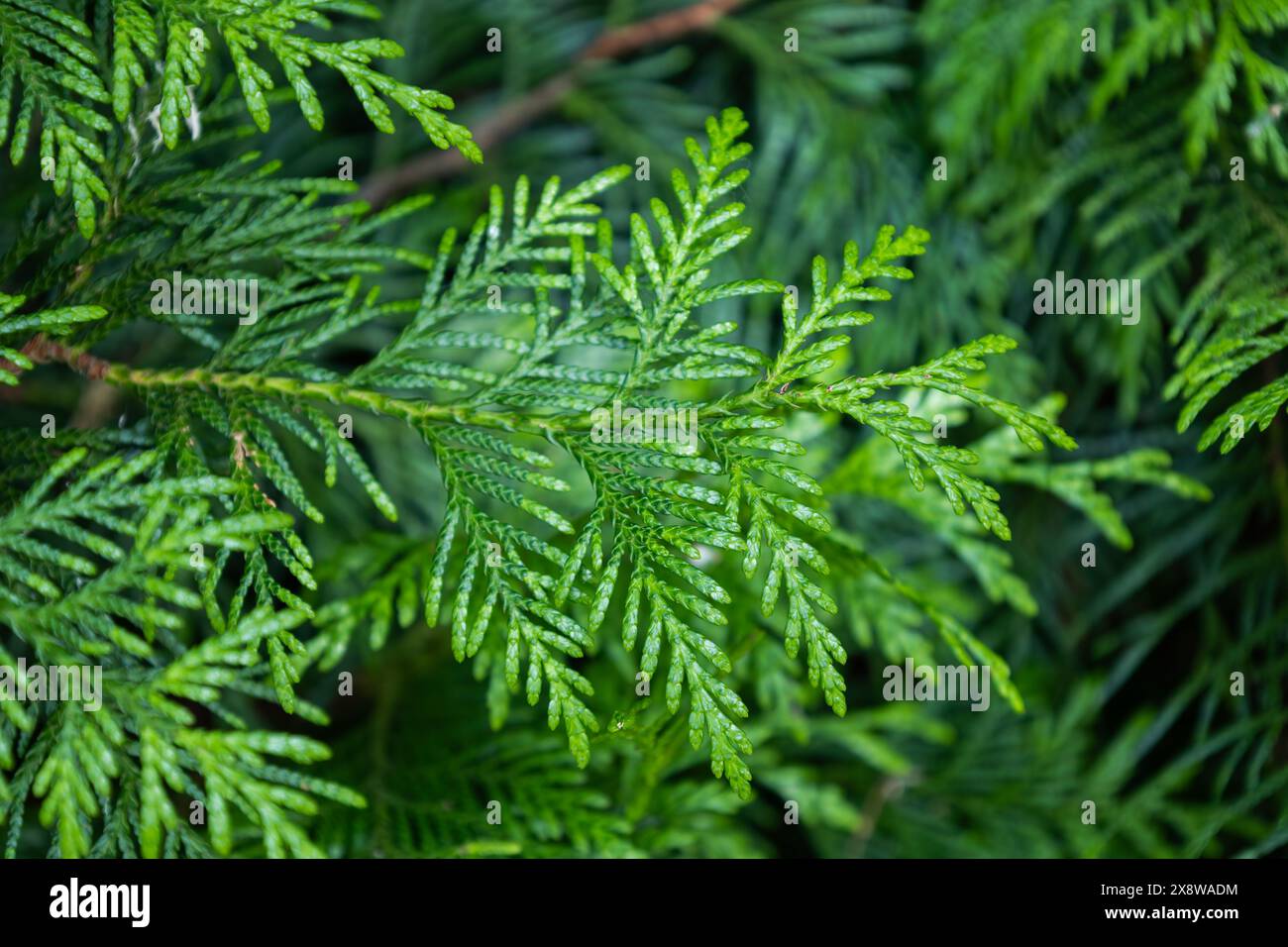Bright foliage of Thuja plicata or giant arborvitae. Green young leaves ...