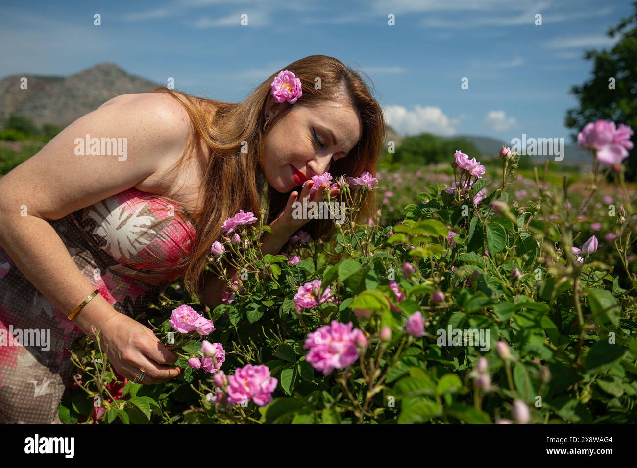 Young and beautiful woman smelling pink roses in a rose field. Famous ...