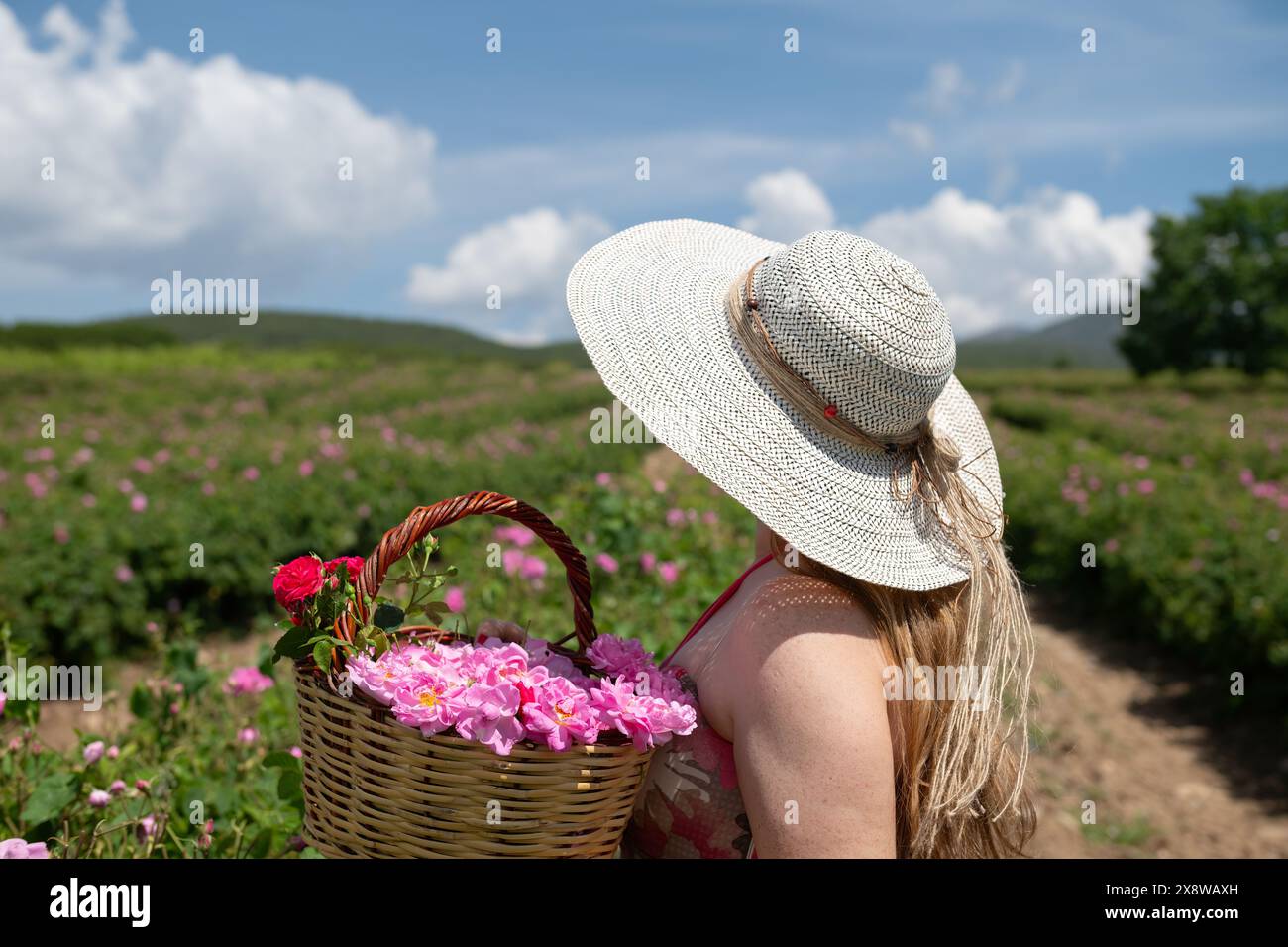 Young and beautiful woman picking roses for her basket in a rose field ...