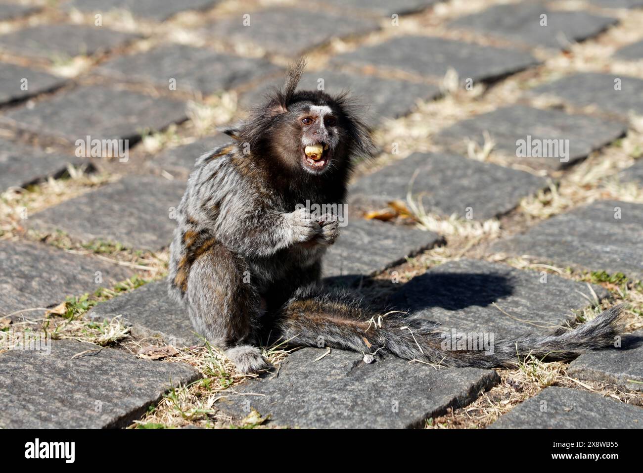 Sagui monkey (Callithrix) eating a nut in Brazilian Park of Sao Paulo ...