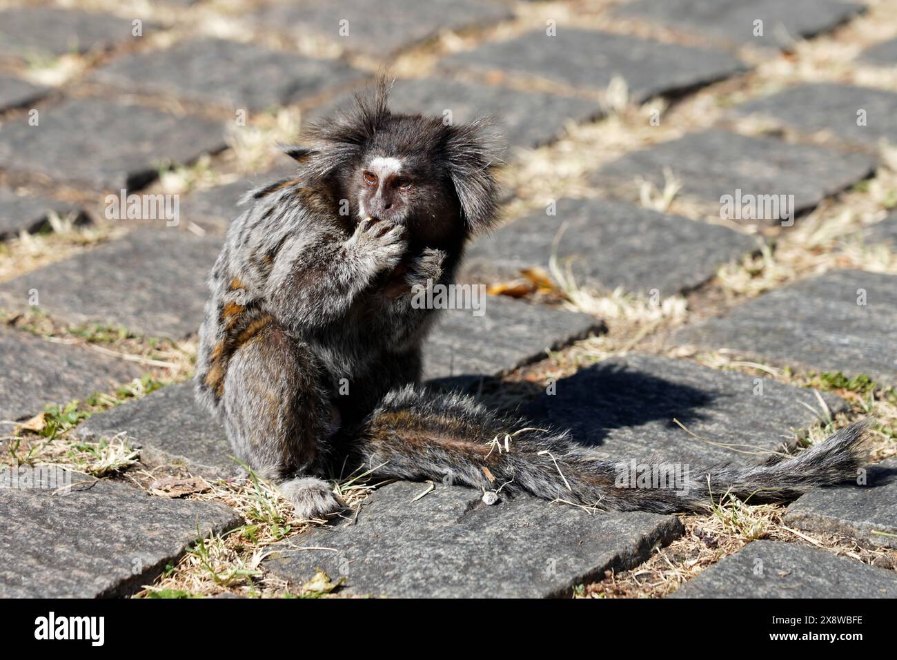 Close-up of a Sagui monkey (Callithrix) eating a nut in Brazilian Park ...