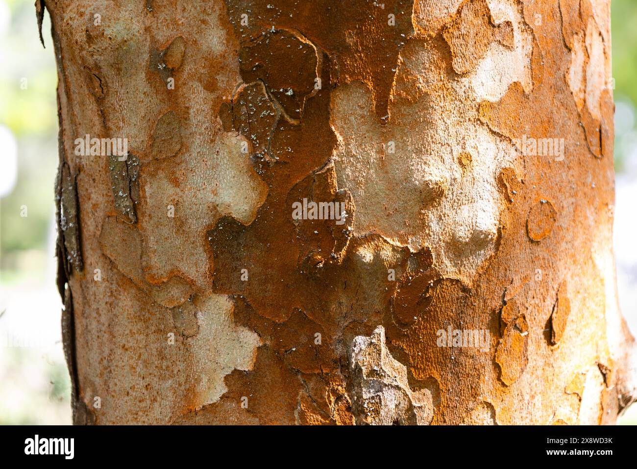 Different shades of yellow and orange spotted bark of sycamore. Texture ...