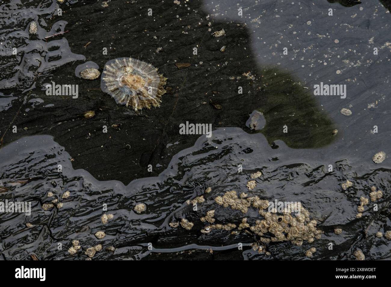 Close-up of marine life clinging to a wet rocky shoreline. The image ...